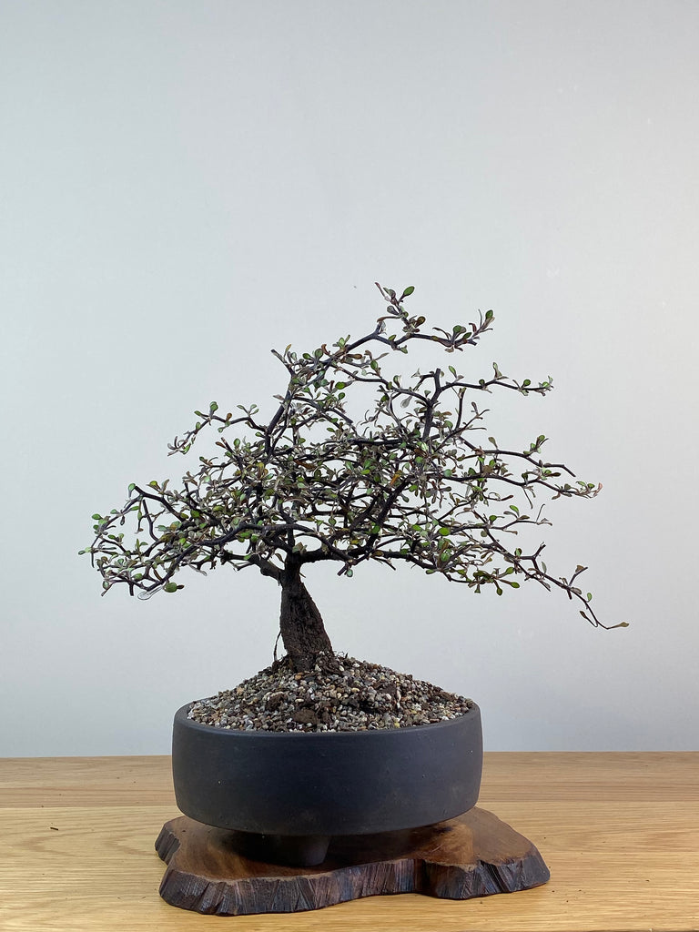 NZ Bonsai - Corokia | New Zealand's leading online Bonsai shop ...