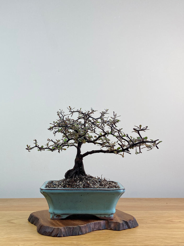 NZ Bonsai - Corokia | New Zealand's leading online Bonsai shop ...