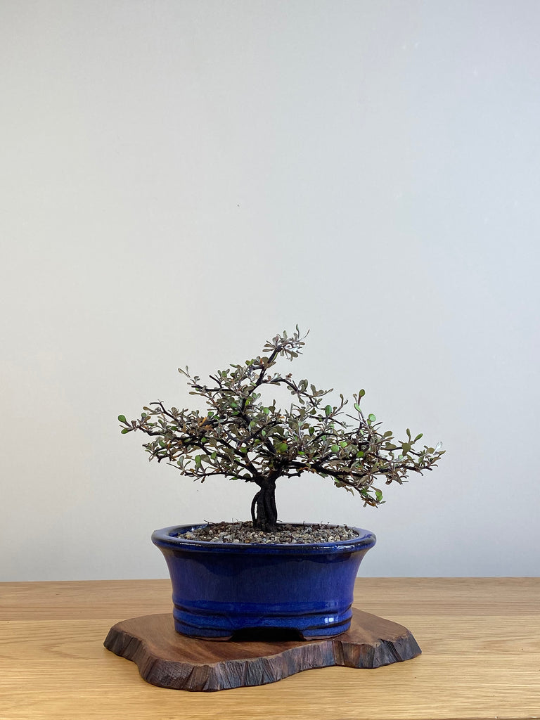 NZ Bonsai - Corokia | New Zealand's leading online Bonsai shop ...