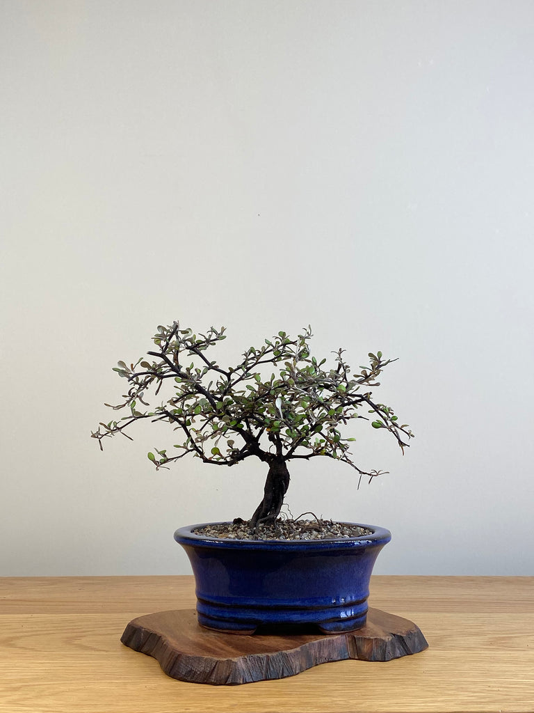 NZ Bonsai - Corokia | New Zealand's leading online Bonsai shop ...