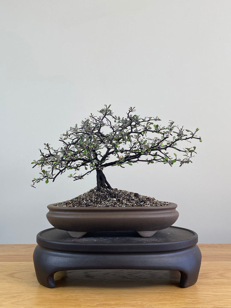 NZ Bonsai - Corokia | New Zealand's leading online Bonsai shop ...