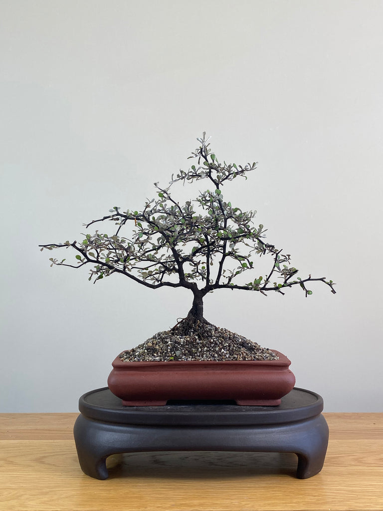 NZ Bonsai - Corokia | New Zealand's leading online Bonsai shop ...
