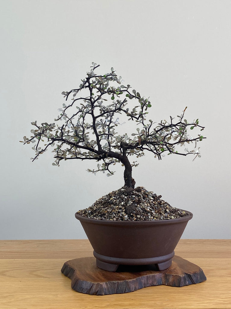 NZ Bonsai - Corokia | New Zealand's leading online Bonsai shop ...