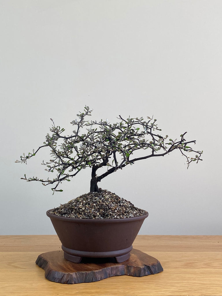 NZ Bonsai - Corokia | New Zealand's leading online Bonsai shop ...