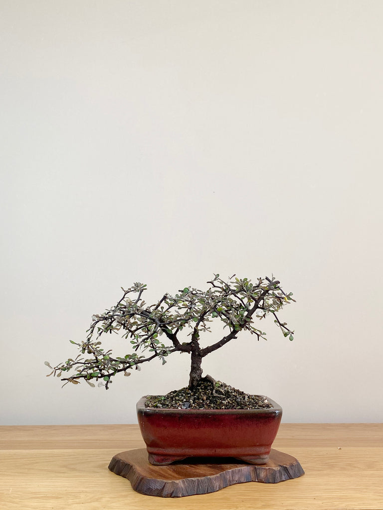 NZ Bonsai Corokia NZ NATIVE BONSAI | New Zealand Bonsai shop ...