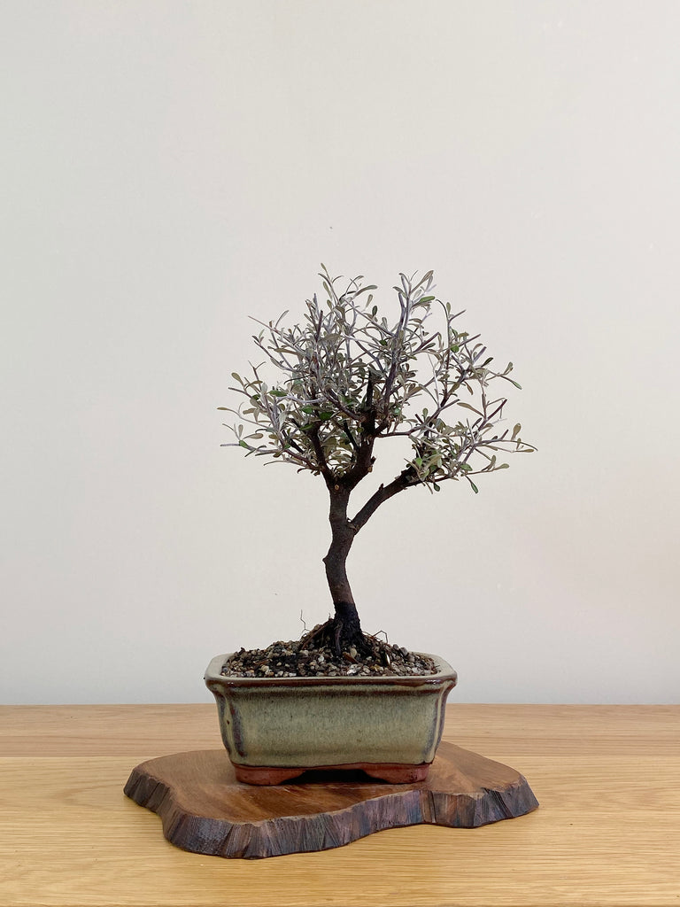 NZ Bonsai Corokia (NZ Native Bonsai) | New Zealand Bonsai shop ...