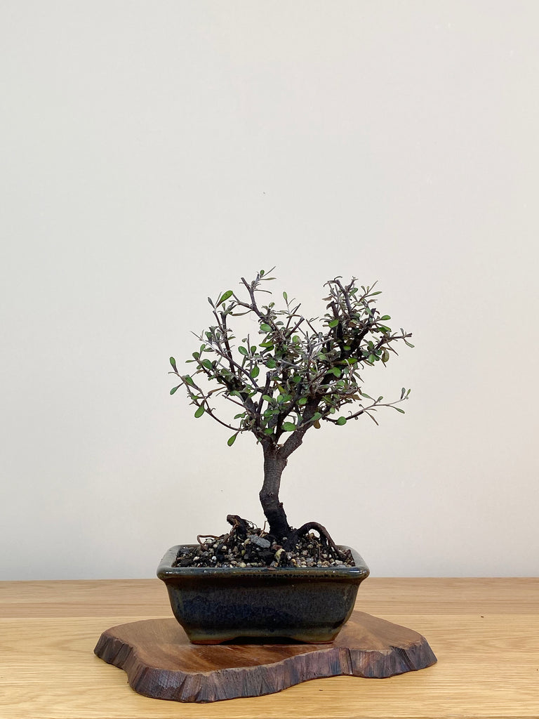 NZ Bonsai Corokia (NZ Native Bonsai) | New Zealand Bonsai shop ...