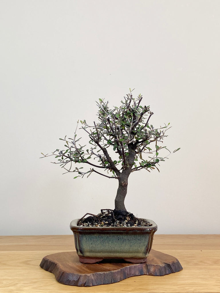 NZ Bonsai Corokia (NZ Native Bonsai) | New Zealand Bonsai shop ...