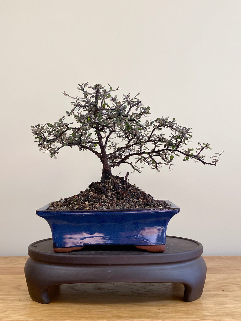 NZ Bonsai Corokia (NZ Native Bonsai) | New Zealand Bonsai shop ...