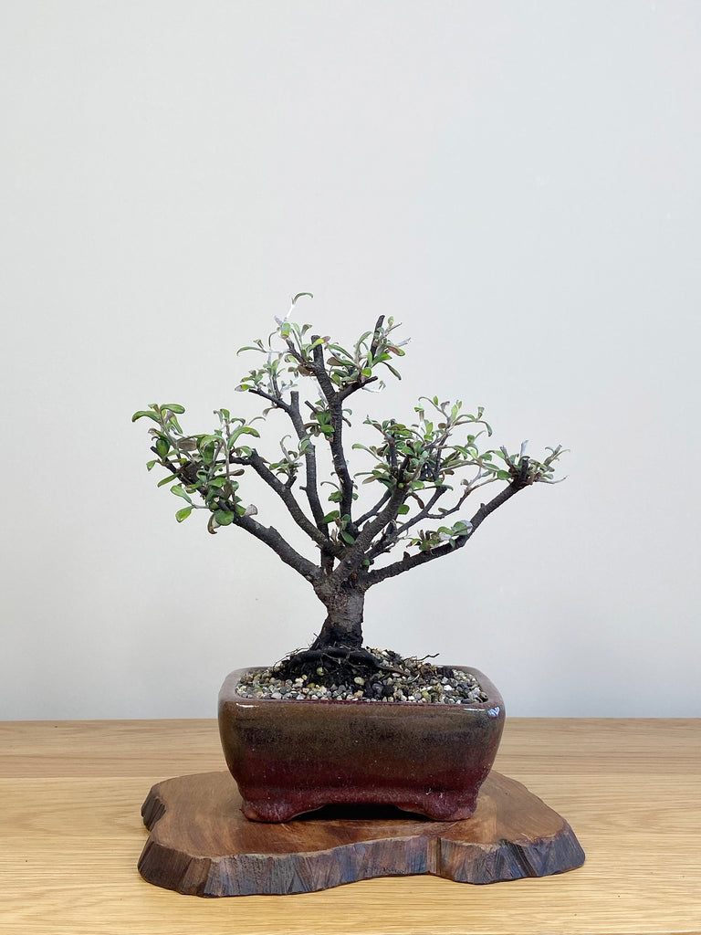 NZ Bonsai Corokia (NZ Native Bonsai) | New Zealand Bonsai shop ...