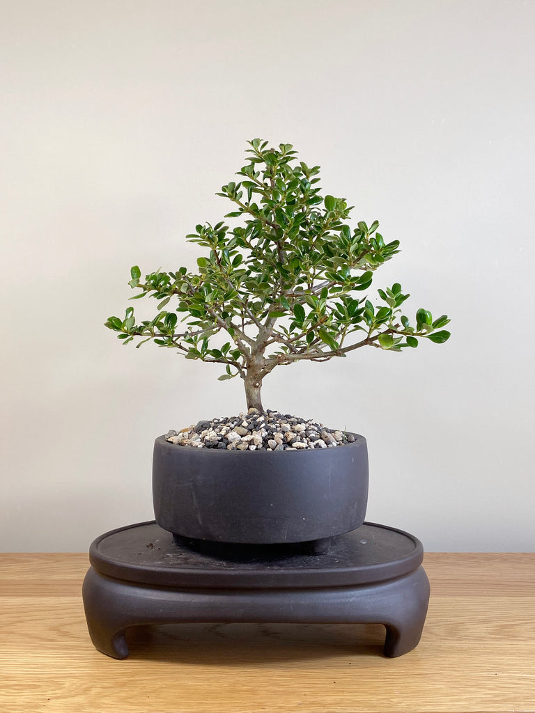 NZ Native Bonsai | New Zealand's leading online Bonsai shop ...