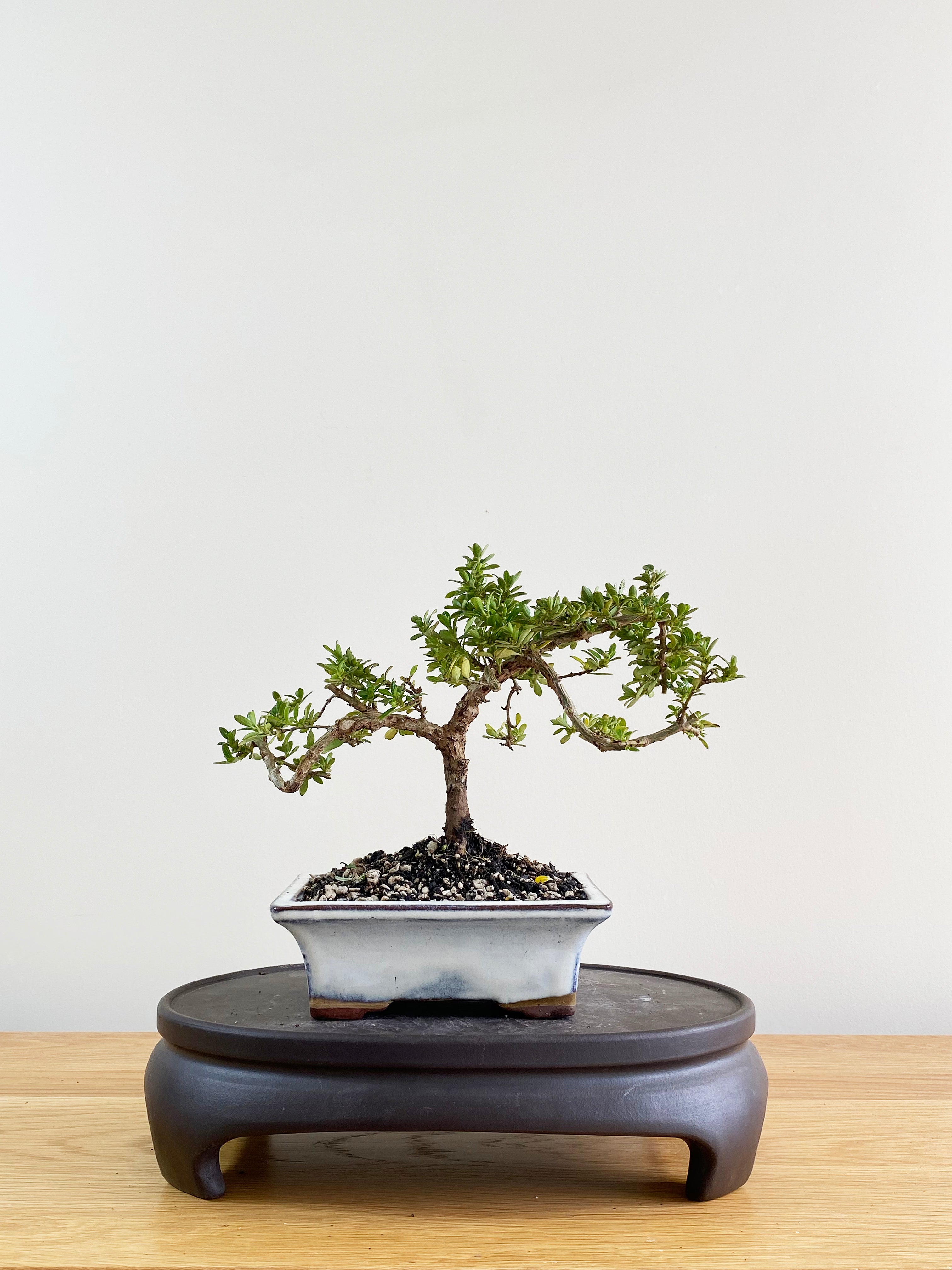 Mirror Tree - NZ Native | New Zealand's leading online Bonsai shop ...