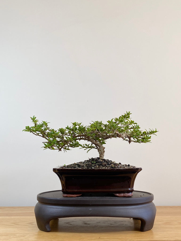 NZ Bonsai Mirror Tree (NZ Native Bonsai) | New Zealand Bonsai shop ...