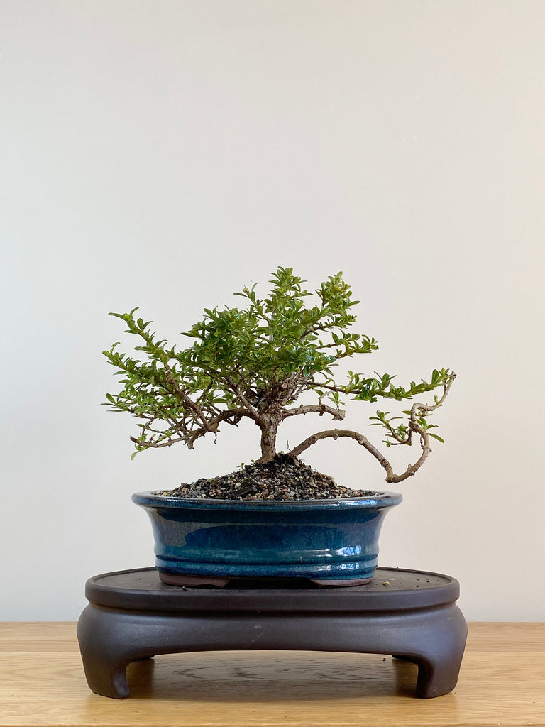 NZ Bonsai Mirror Tree (NZ Native Bonsai) | New Zealand Bonsai shop ...