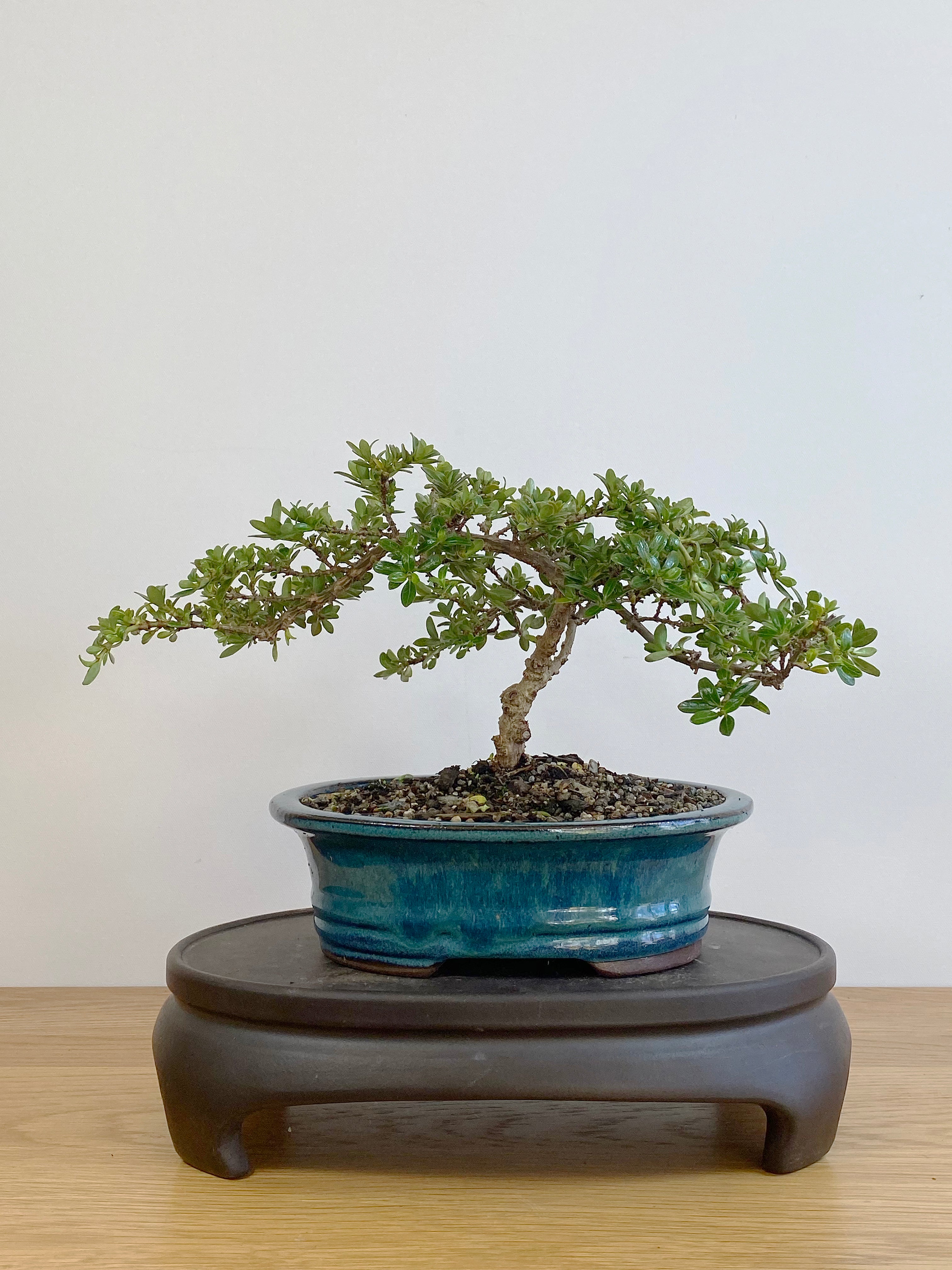 NZ Bonsai Mirror Tree (NZ Native Bonsai) | New Zealand Bonsai shop ...