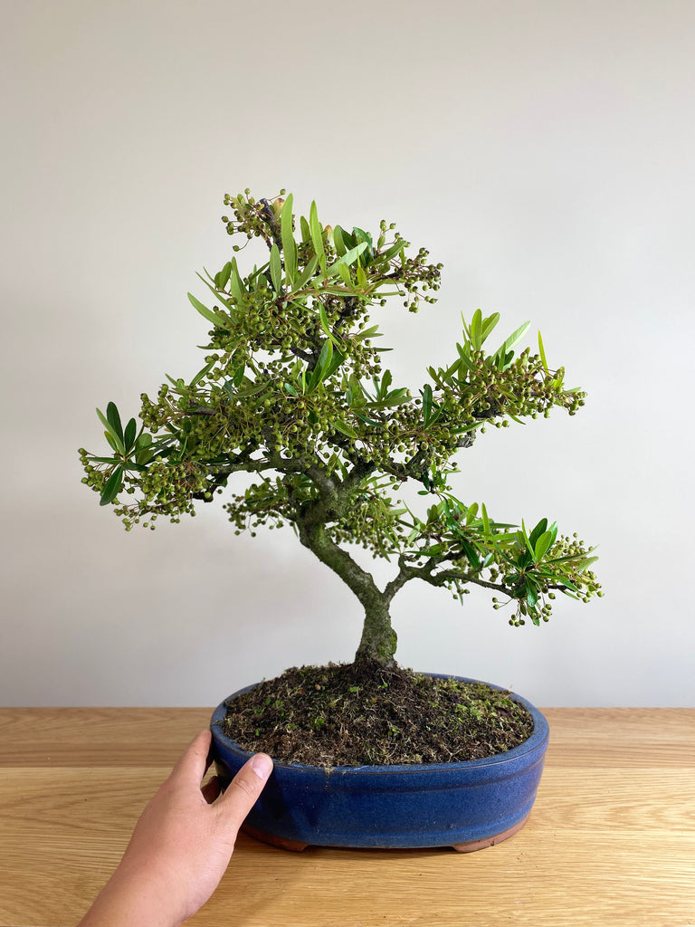 FIRETHORN (INFORMAL) – MiniGardens Bonsai NZ