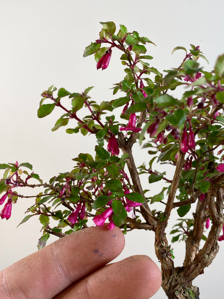 Fuchsia NZ Bonsai | New Zealand's leading online Bonsai shop ...