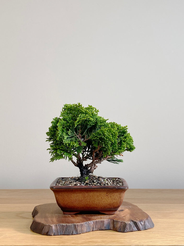 NZ Bonsai Japanese Cypress | New Zealand Bonsai shop – MiniGardens ...