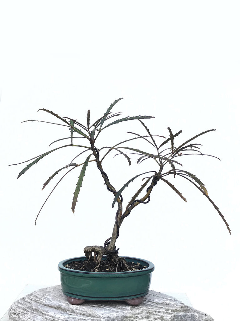 NZ Native Bonsai | New Zealand's leading online Bonsai shop ...