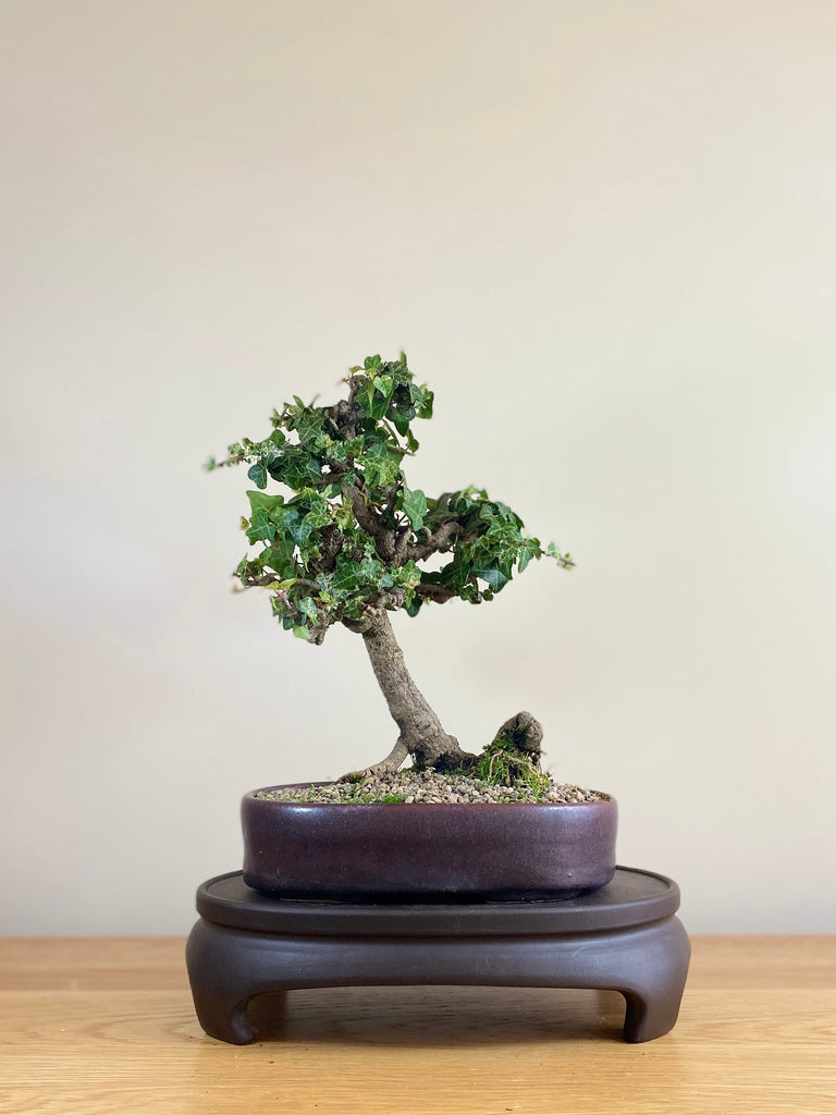 ENGLISH IVY (SLANT) – MiniGardens Bonsai NZ