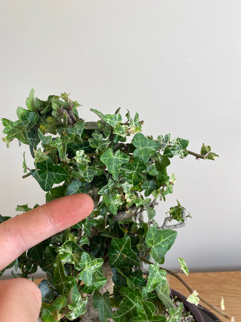 ENGLISH IVY (SLANT) – MiniGardens Bonsai NZ