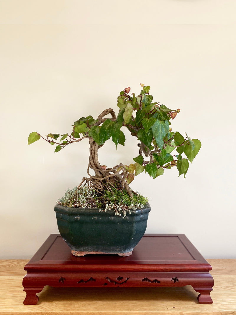 ENGLISH IVY (INFORMAL) – MiniGardens Bonsai NZ