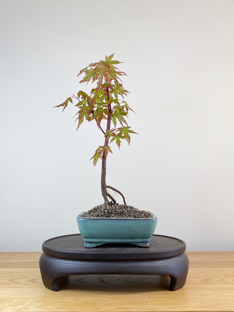 Japanese Maple Bonsai | New Zealand's leading online Bonsai shop ...