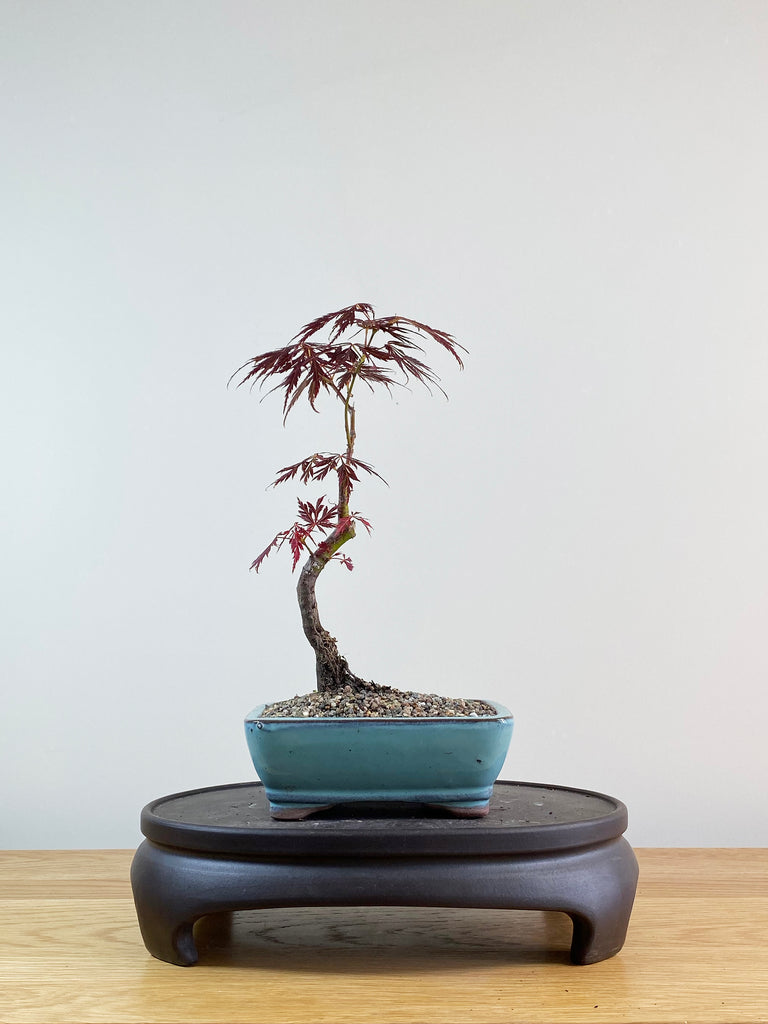 Japanese Maple NZ Bonsai | New Zealand's leading online Bonsai shop ...