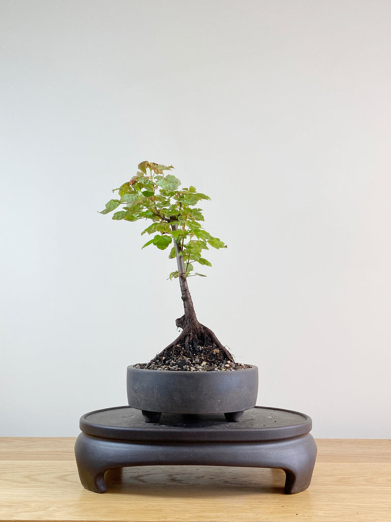 Japanese Maple NZ Bonsai | New Zealand's leading online Bonsai shop ...