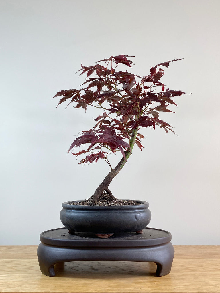 Japanese Maple NZ Bonsai | New Zealand's leading online Bonsai shop ...