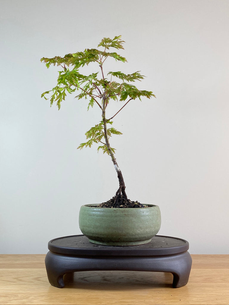 Japanese Maple NZ Bonsai | New Zealand's leading online Bonsai shop ...
