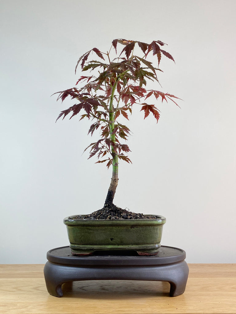 Japanese Maple NZ Bonsai | New Zealand's leading online Bonsai shop ...