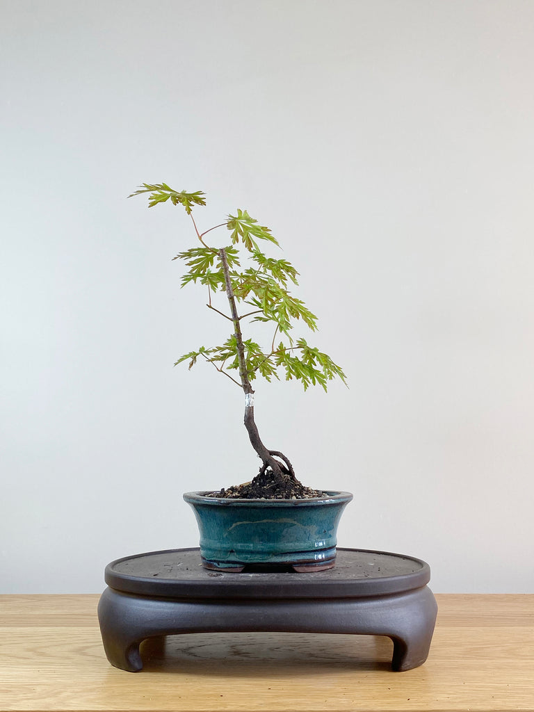 Japanese Maple NZ Bonsai | New Zealand's leading online Bonsai shop ...
