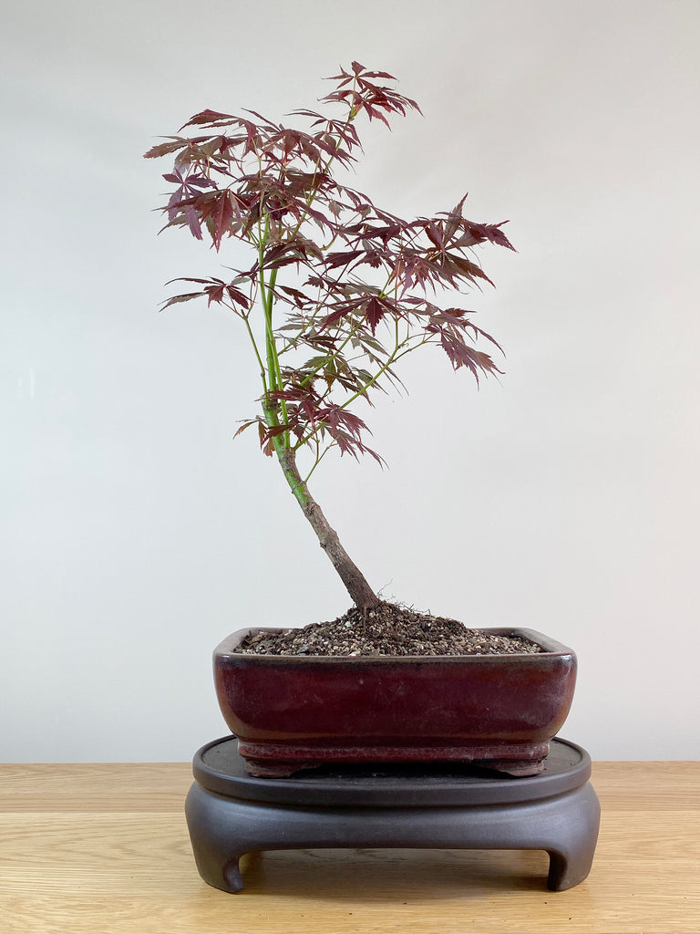 Japanese Maple NZ Bonsai | New Zealand's leading online Bonsai shop ...