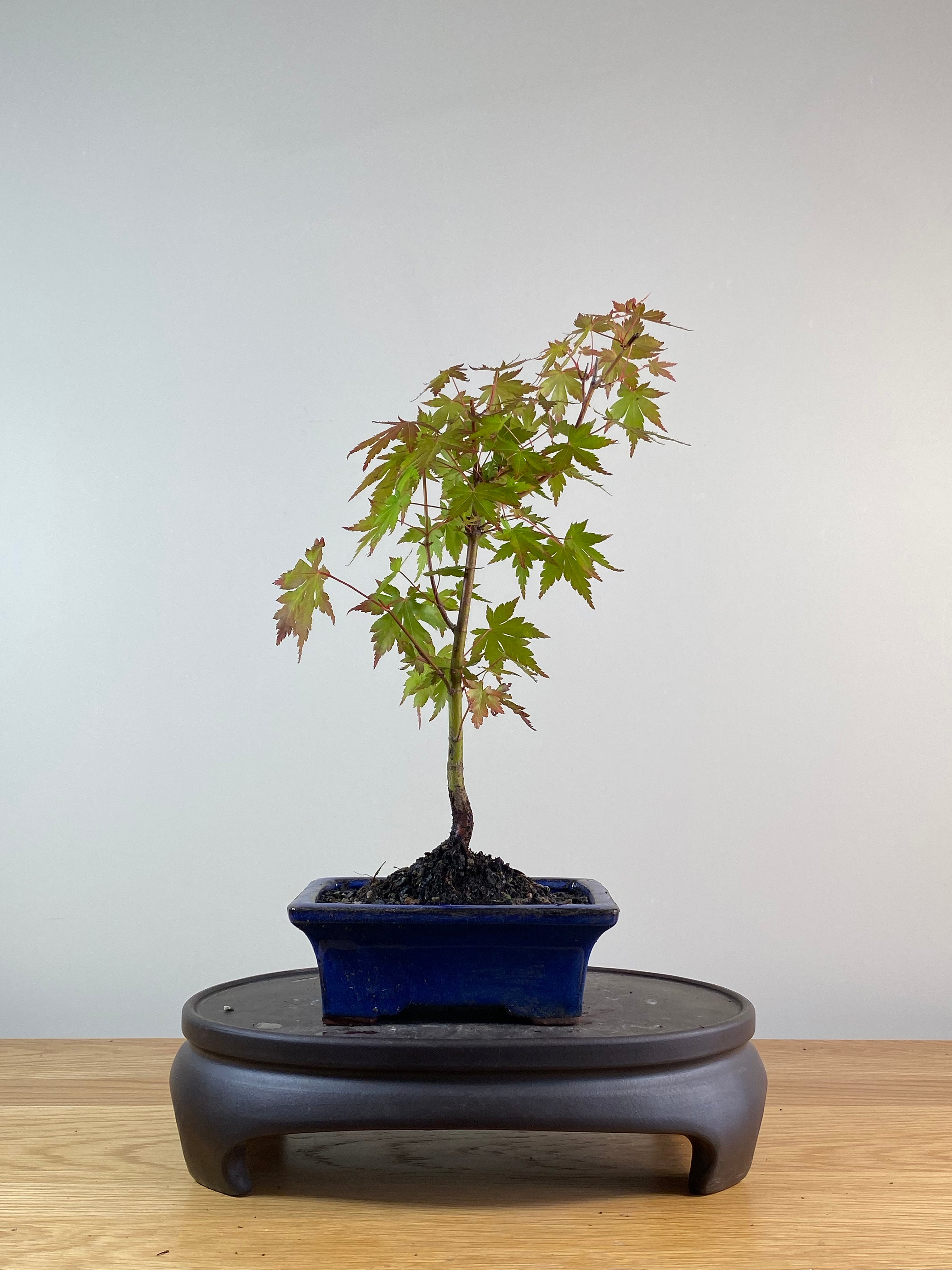 Japanese Maple NZ Bonsai | New Zealand's leading online Bonsai shop ...
