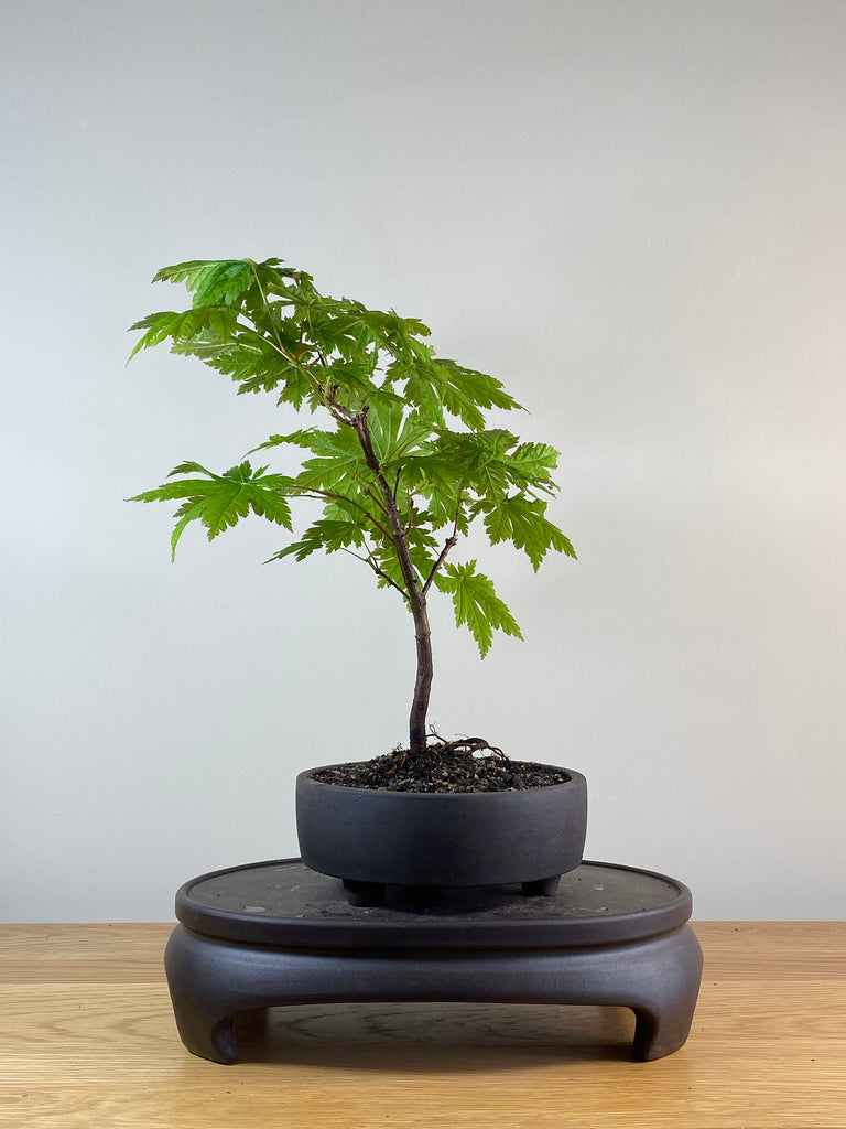 Japanese Maple NZ Bonsai | New Zealand's leading online Bonsai shop ...
