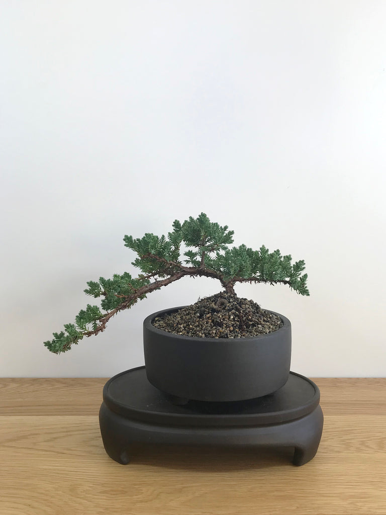 Juniper Bonsai | New Zealand's leading online Bonsai shop – MiniGardens ...