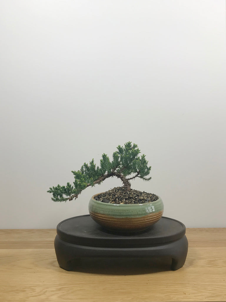 Juniper Bonsai | New Zealand's leading online Bonsai shop – MiniGardens ...