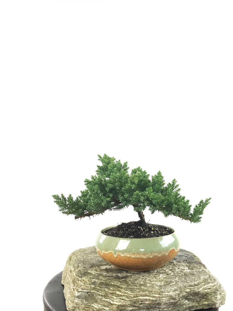 Juniper Bonsai | New Zealand's leading online Bonsai shop – MiniGardens ...
