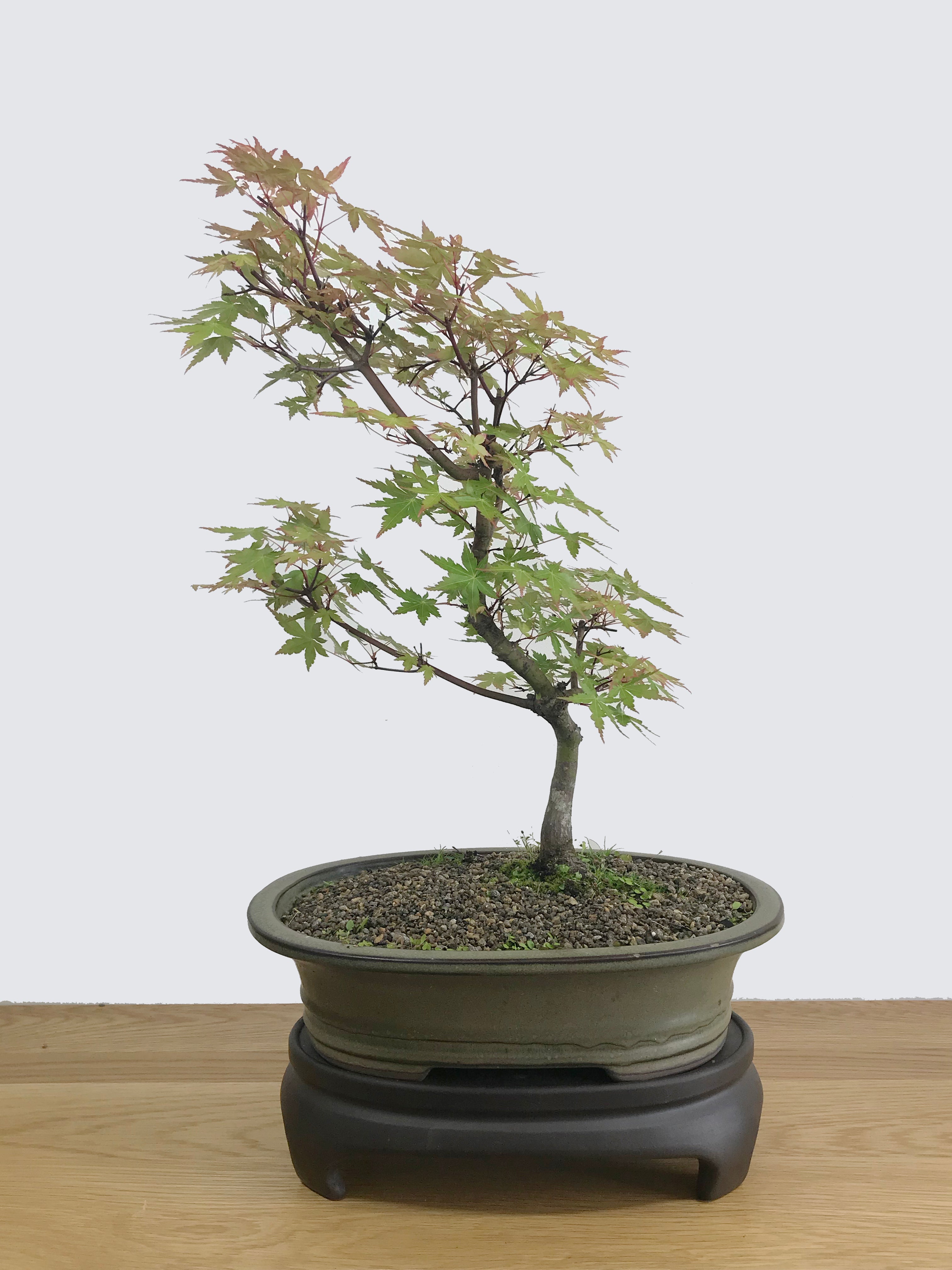 JAPANESE MAPLE (INFORMAL) – MiniGardens Bonsai NZ