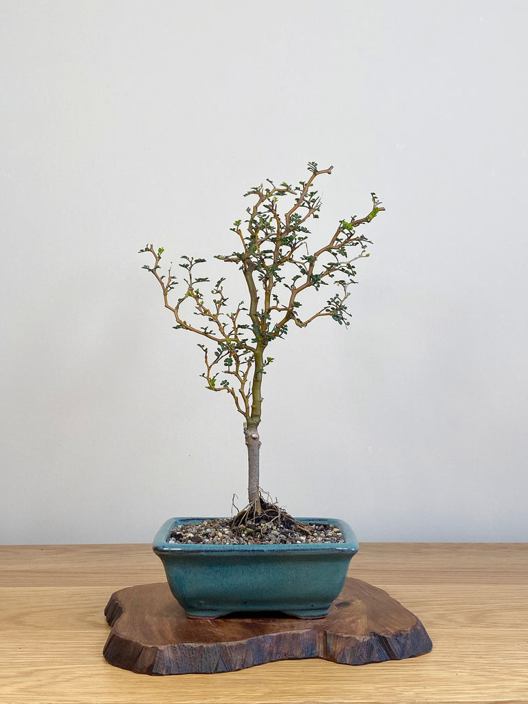 NZ Bonsai Kowhai Bonsai | New Zealand Bonsai shop – MiniGardens Bonsai NZ