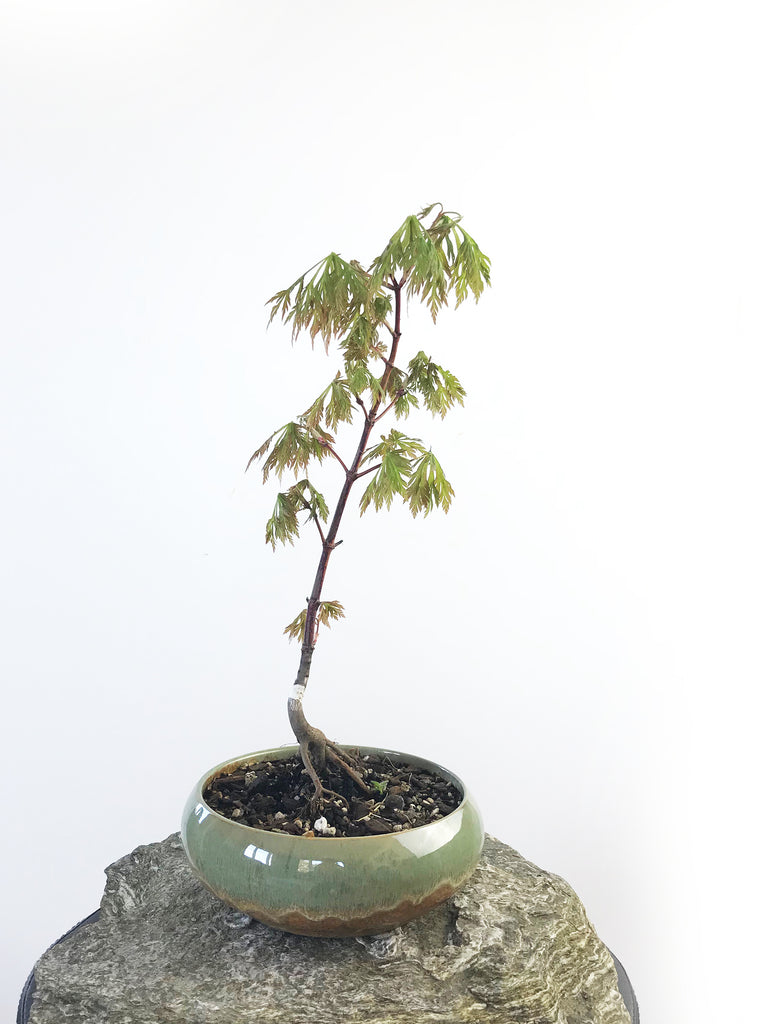 Buy NZ Bonsai | New Zealand's leading online Bonsai shop – MiniGardens ...