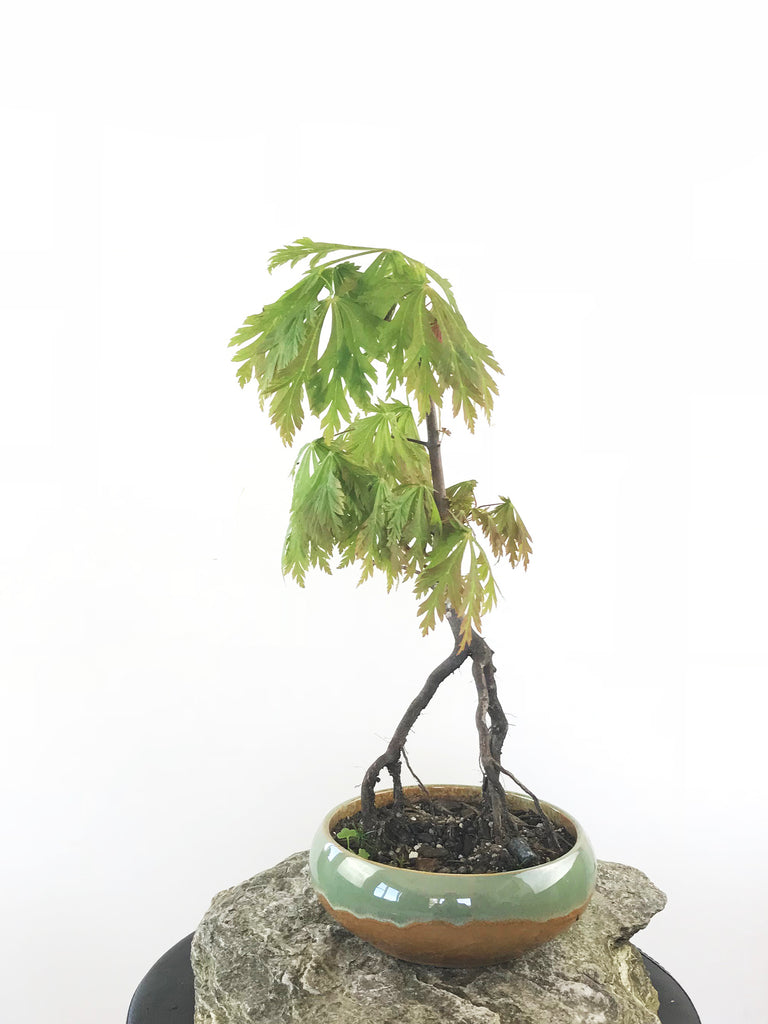 Buy NZ Bonsai | New Zealand's leading online Bonsai shop – MiniGardens ...