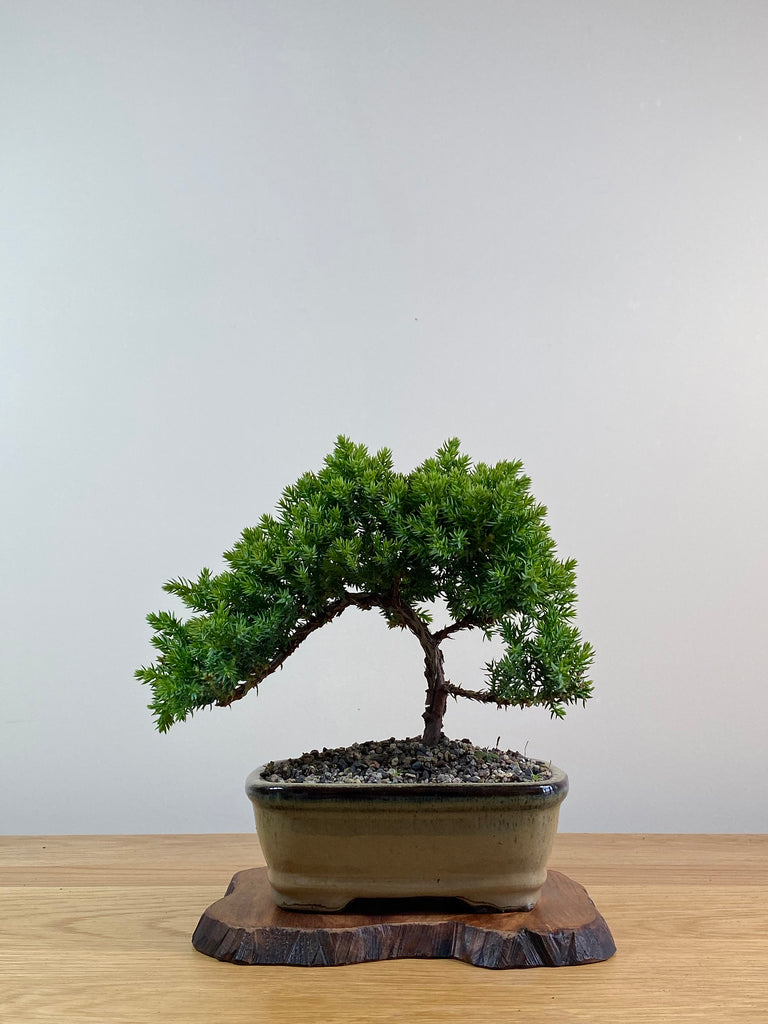 NZ Bonsai Japanese Juniper | New Zealand Bonsai shop – MiniGardens ...