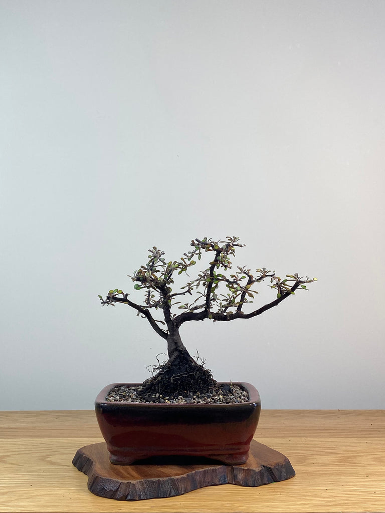 NZ Native Bonsai COROKIA | New Zealand Bonsai shop – MiniGardens Bonsai NZ