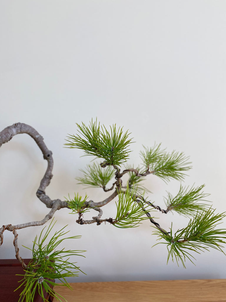 JAPANESE BLACK PINE (LITERATI) – MiniGardens Bonsai NZ