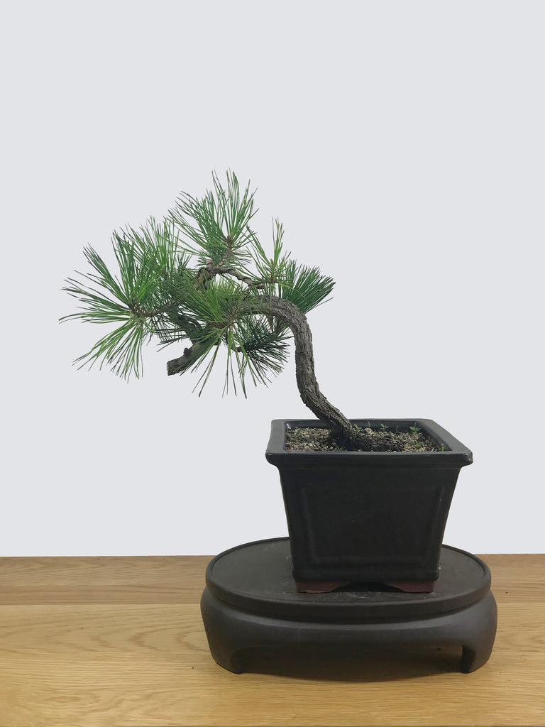 JAPANESE RED PINE (LITERATI) – MiniGardens Bonsai NZ