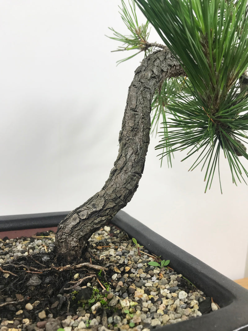 JAPANESE RED PINE (LITERATI) – MiniGardens Bonsai NZ